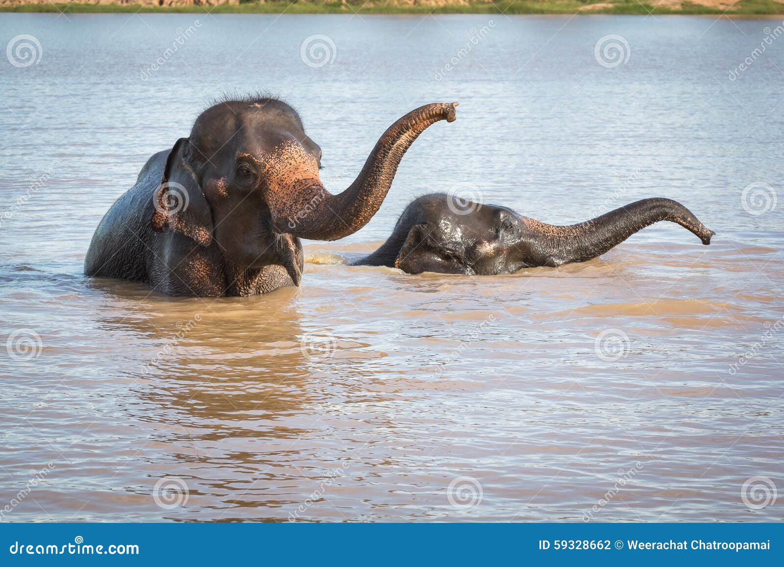 Elephant swimming stock photo. Image of happy, animals - 59328662