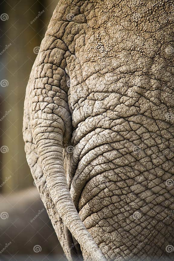 Elephant tail stock photo. Image of skin, close, tail - 11207330
