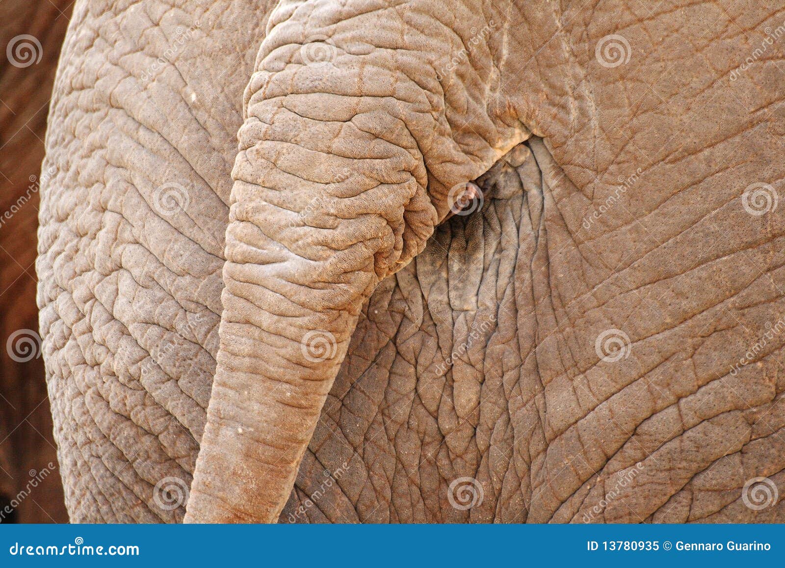 Elephant tail stock image. Image of mammal, animal, tail - 13780935