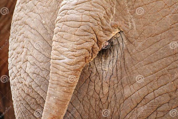 Elephant tail stock image. Image of mammal, animal, tail - 13780935