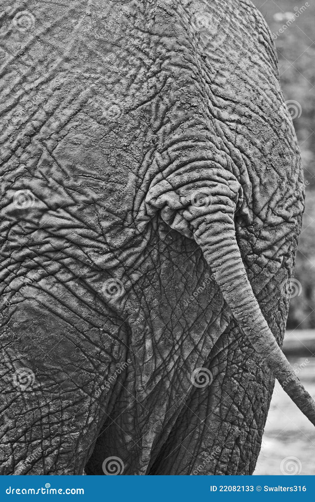 Elephant tail stock image. Image of creases, africa, backside - 22082133