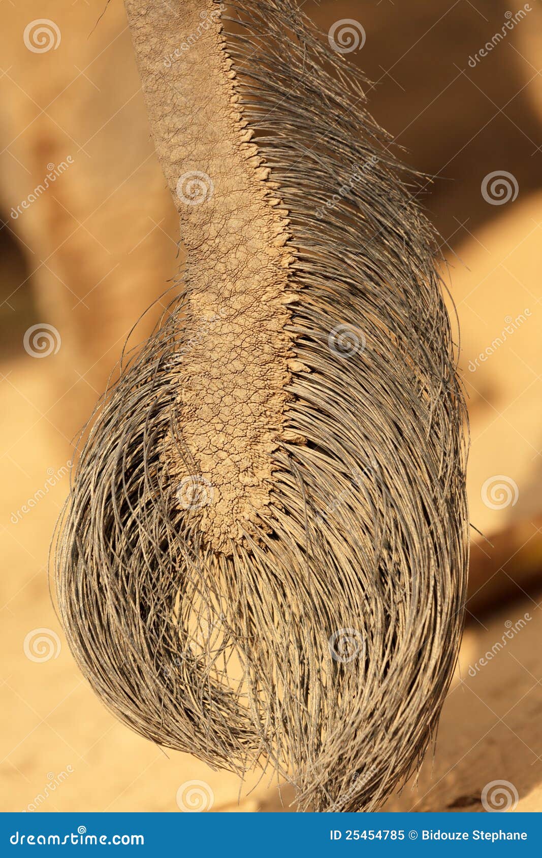 Elephant Tail Royalty-Free Stock Photo | CartoonDealer.com #111810885
