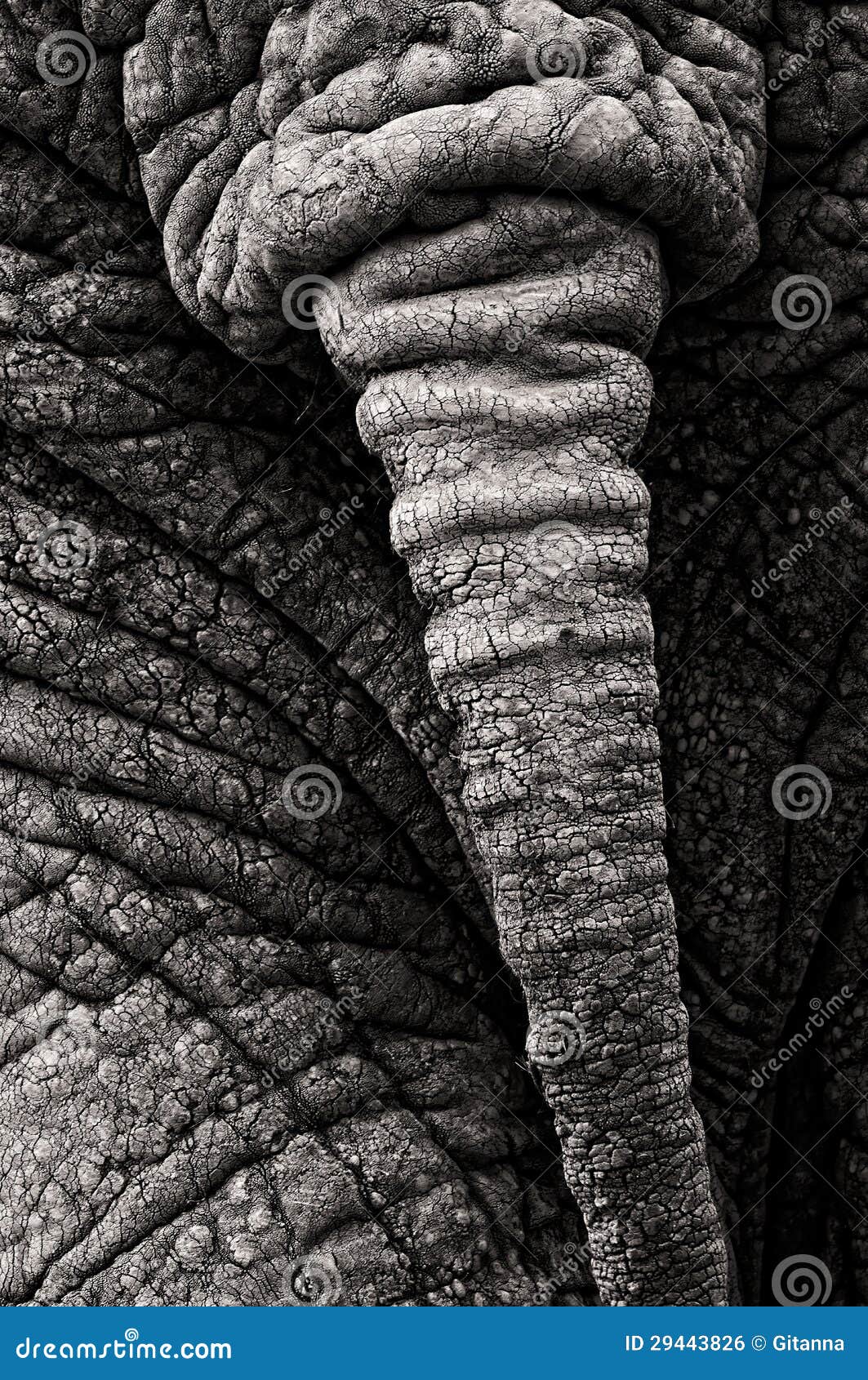 Elephant Tail stock photo. Image of backside, africa - 29443826