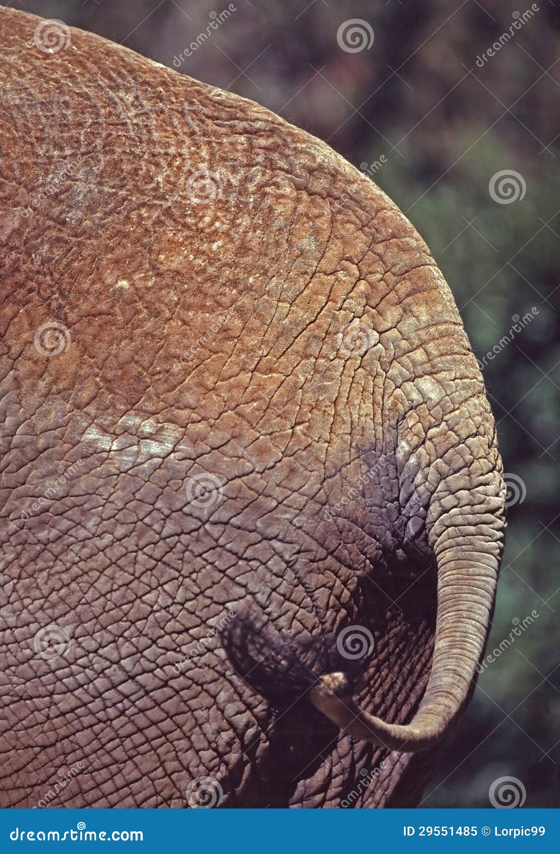Elephant tail stock image. Image of brown, tail, close - 29551485
