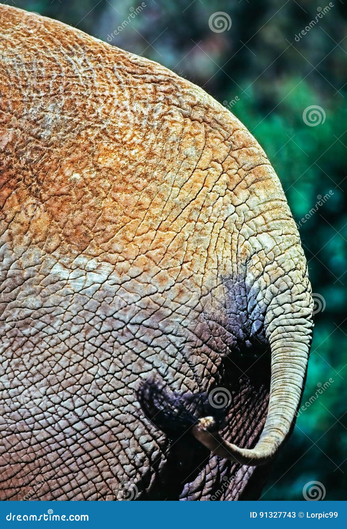 Elephant tail stock image. Image of animal, grass, mammal - 91327743