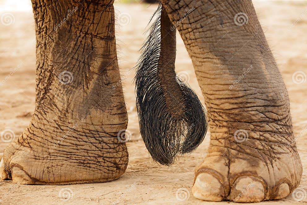 Elephant tail and foot stock photo. Image of wild, pachyderm - 26225234