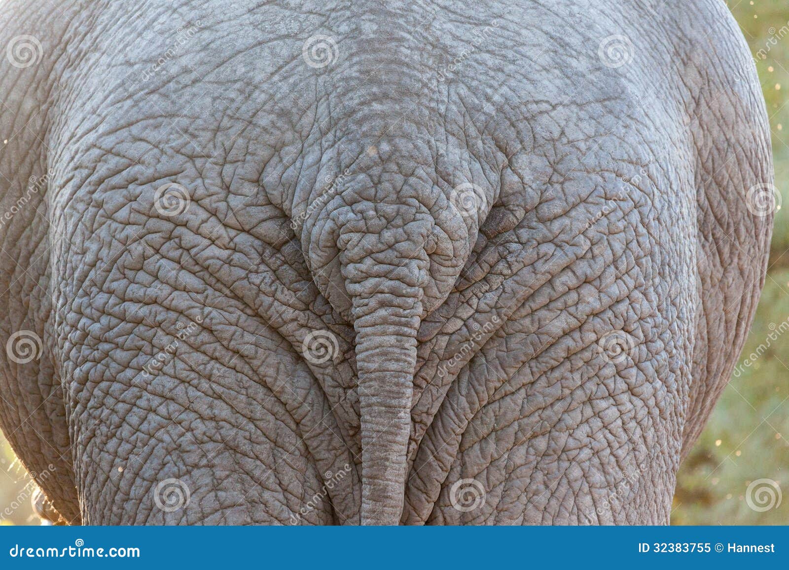 Elephant Tail Royalty-Free Stock Photography | CartoonDealer.com #48521801