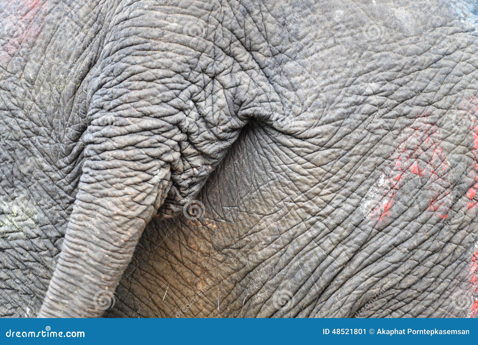 Elephant tail stock image. Image of ruffle, animal, tail - 48521801