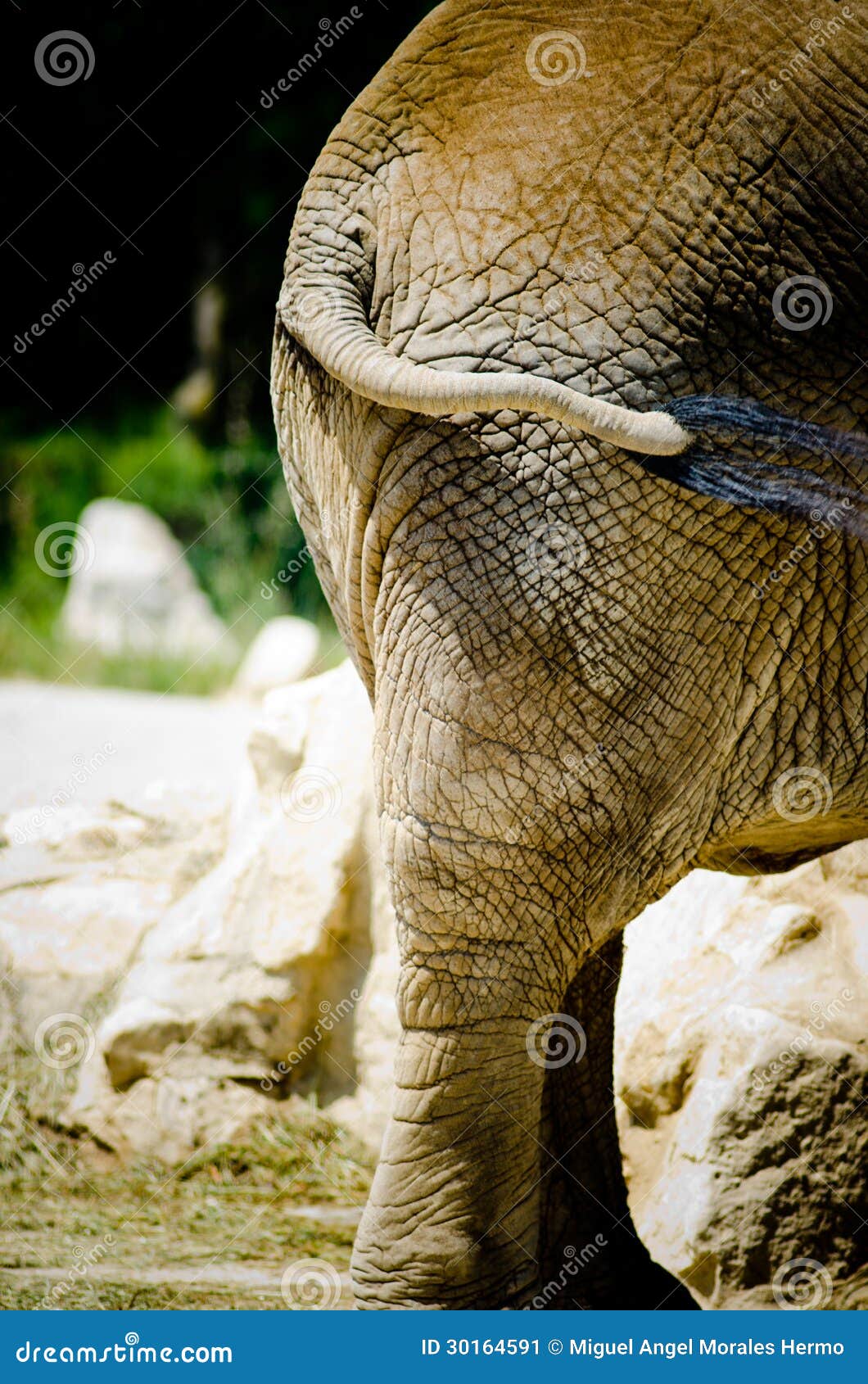 Elephant stock image. Image of animal, elephant, wilderness - 30164591