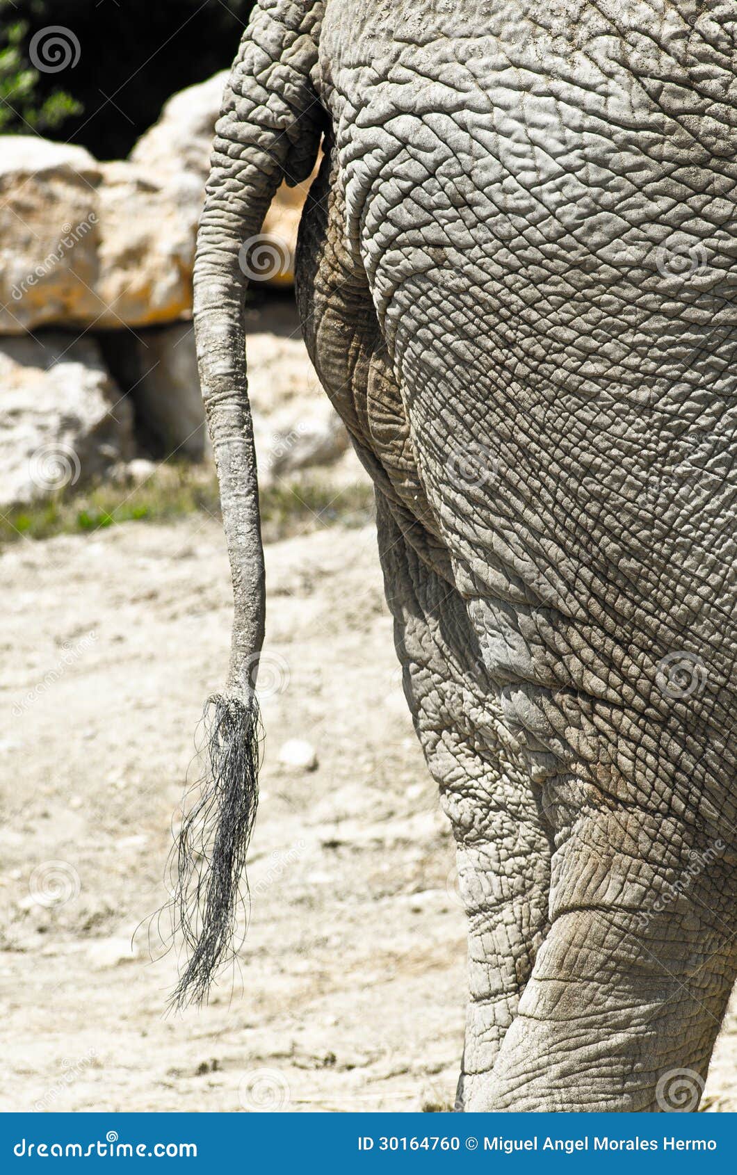 Elephant stock photo. Image of elephant, animal, wilderness - 30164760