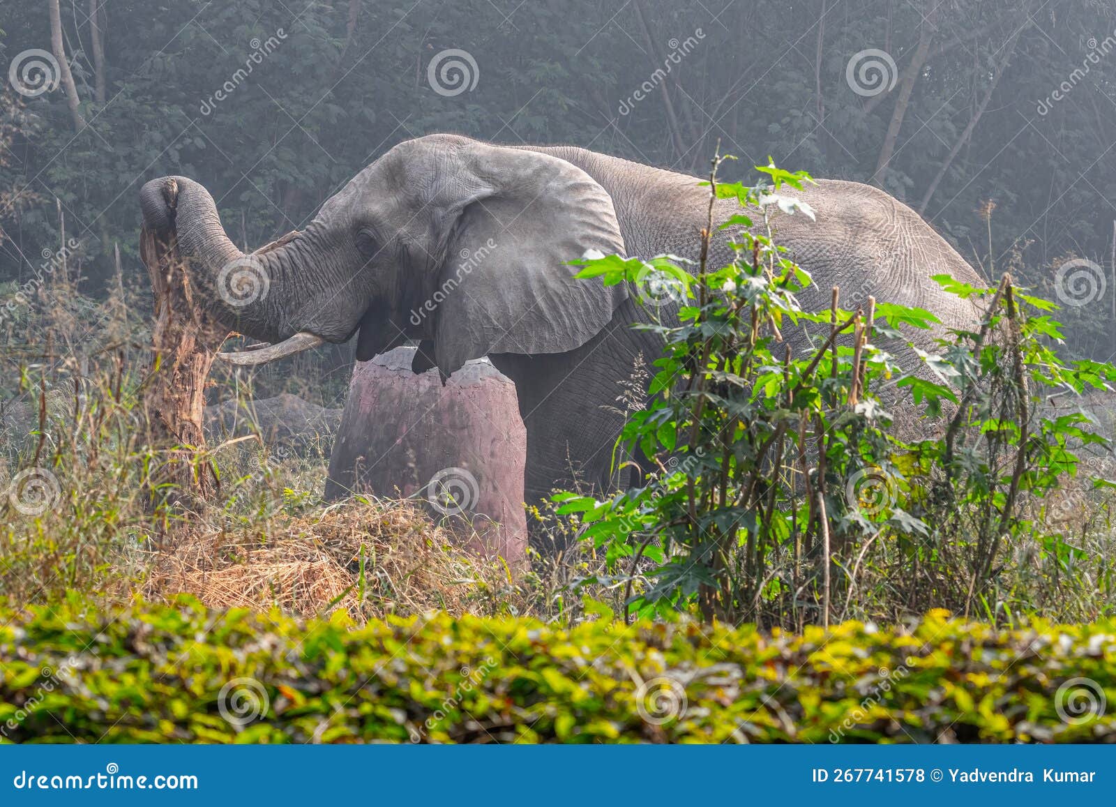 An Elephant Taking Out a Old Tree Stock Photo - Image of nature ...