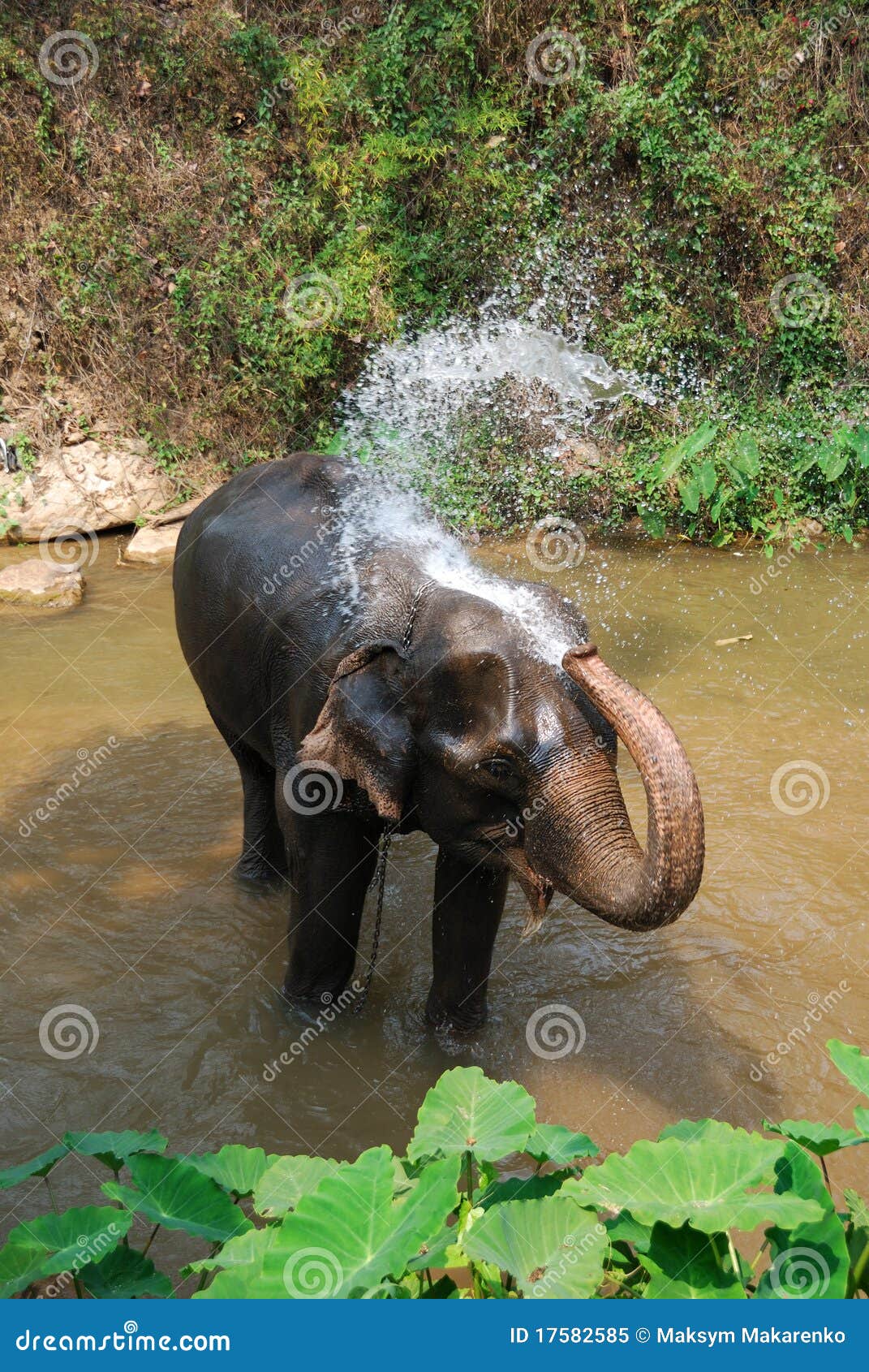 Elephant taking a shower stock image. Image of crossing - 17582585
