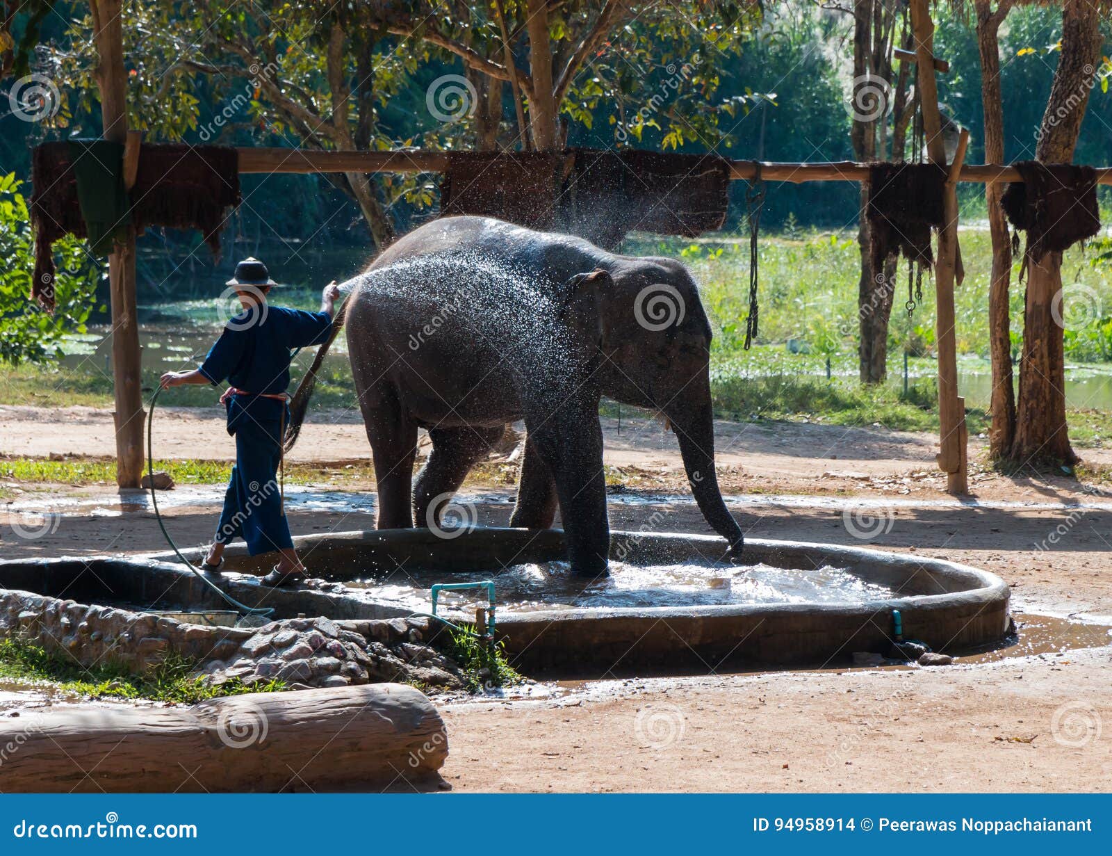 An Elephant is Taking a Shower Editorial Stock Image - Image of trunk ...