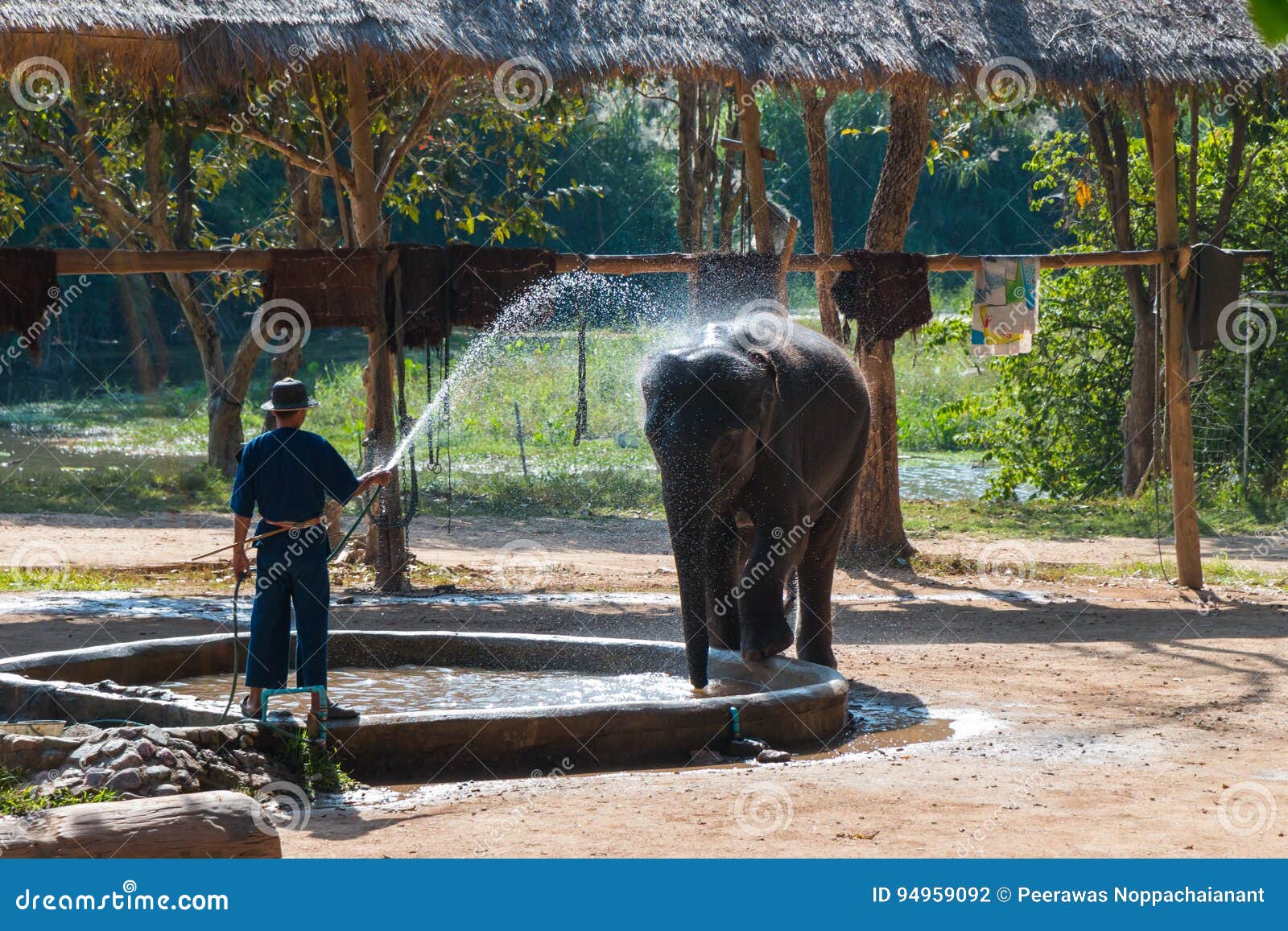 An Elephant is Taking a Shower Editorial Photography - Image of travel ...