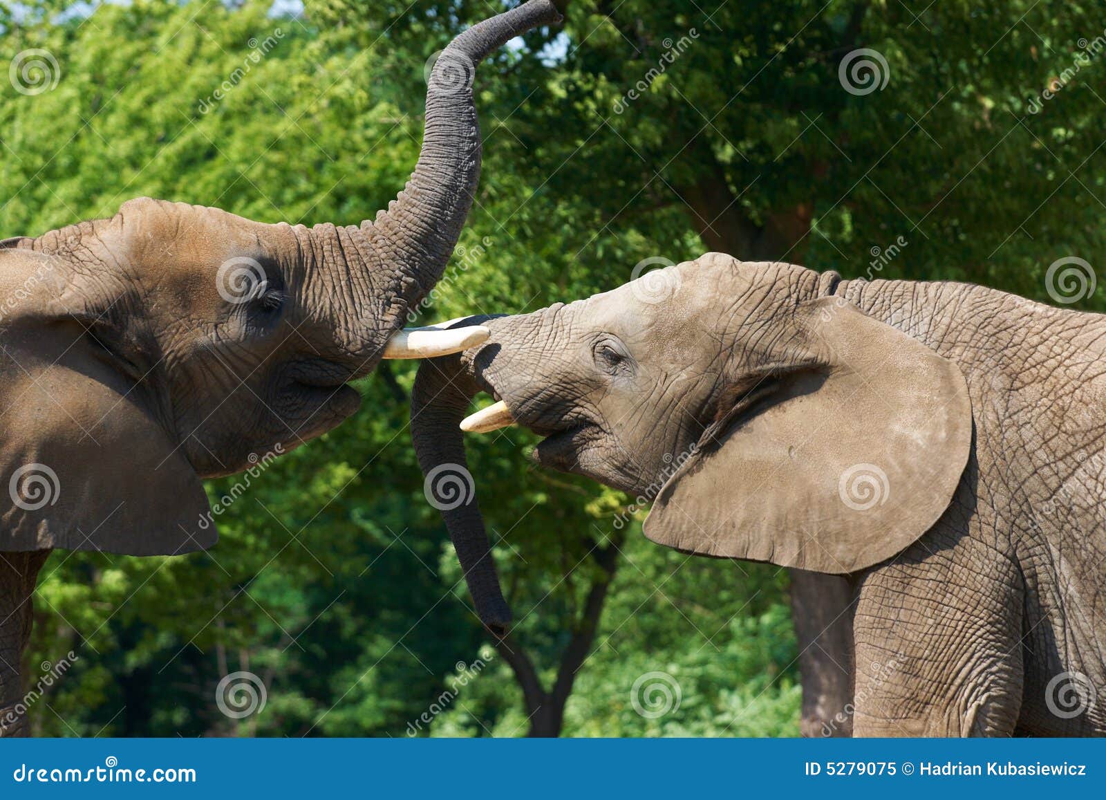 Elephant talk stock image. Image of talk, texture, mouth - 5279075