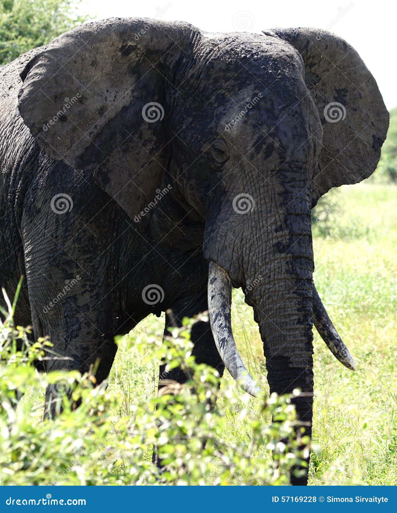 Elephant Spotted Feeding In A Game Drive Stock Photography ...