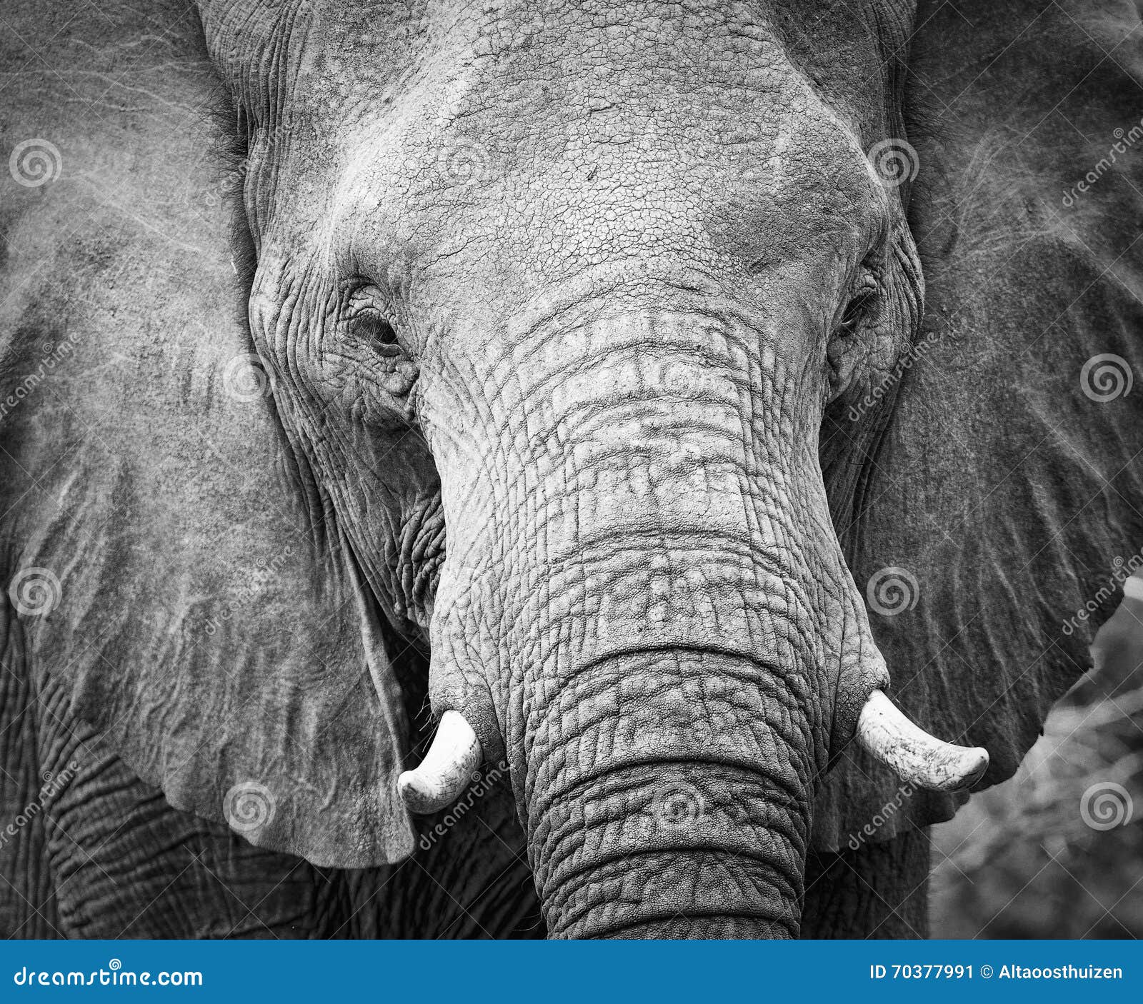 Elephant Teeth and Mouth Close-up with Detail Artistic Conversion Stock ...