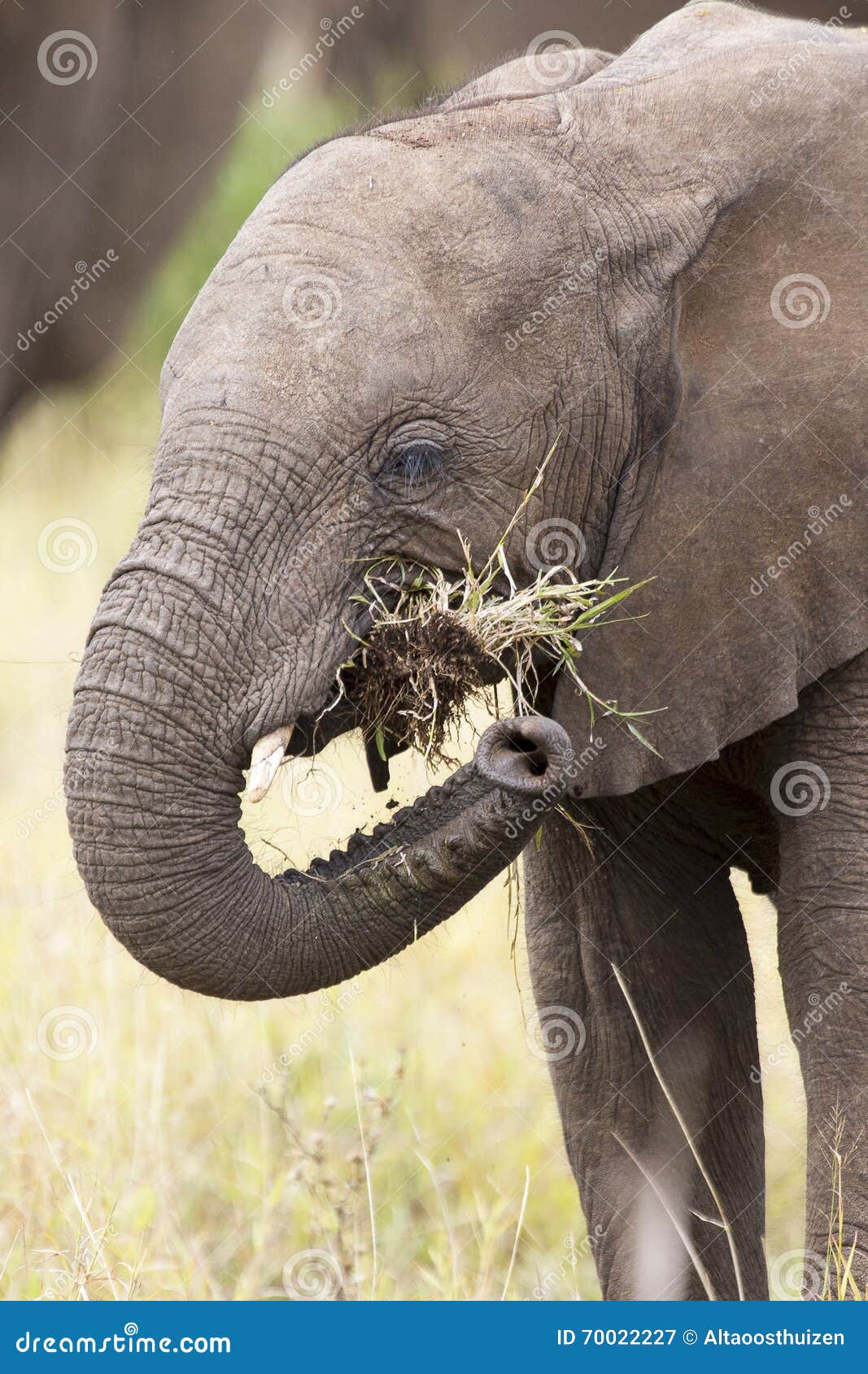 Elephant Teeth And Mouth Close-up With Detail Artistic Conversio Stock ...