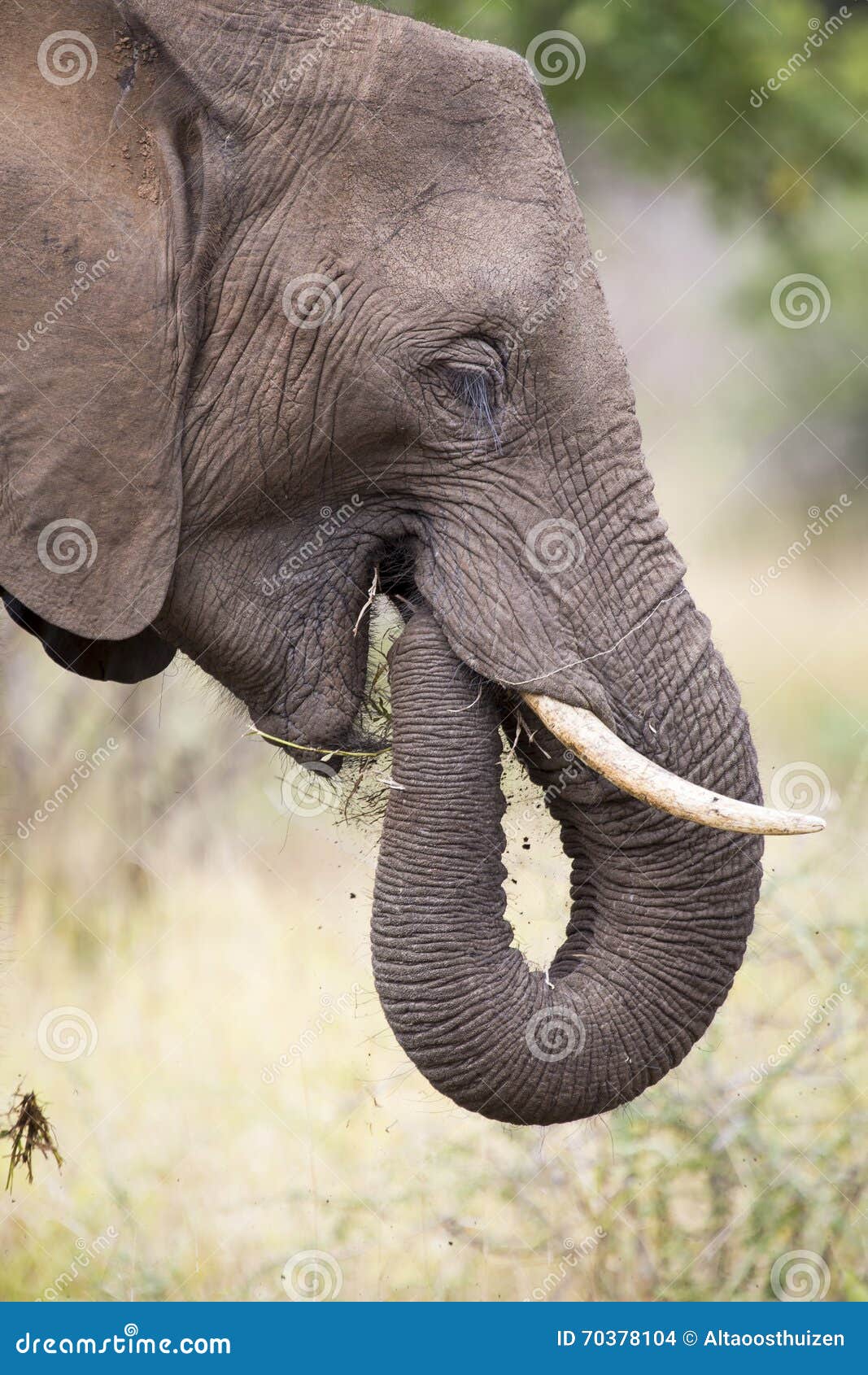 Elephant Teeth and Mouth Close-up with Detail Artistic Conversion Stock ...