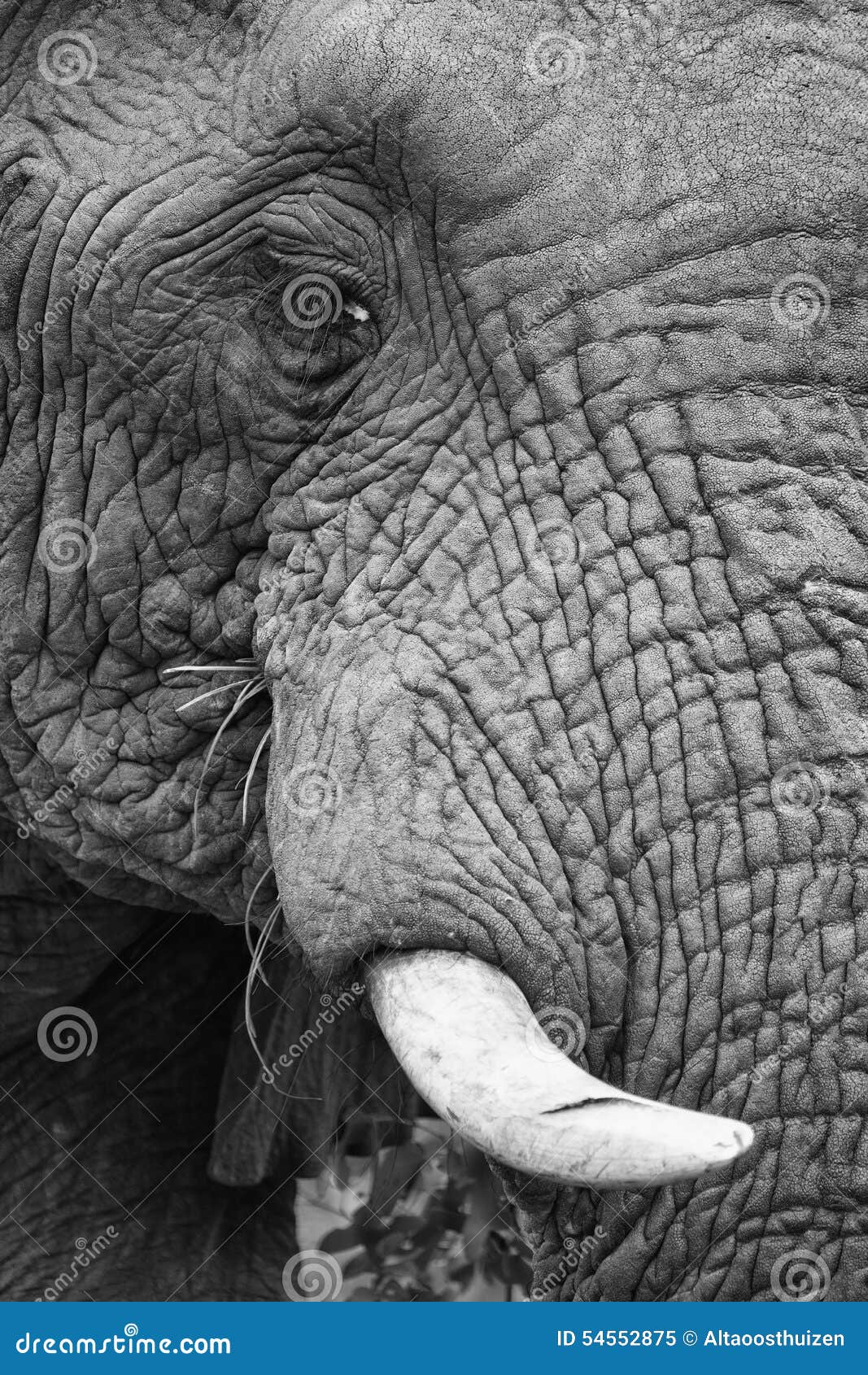 Elephant Teeth And Mouth Close-up With Detail Artistic Conversio Stock ...