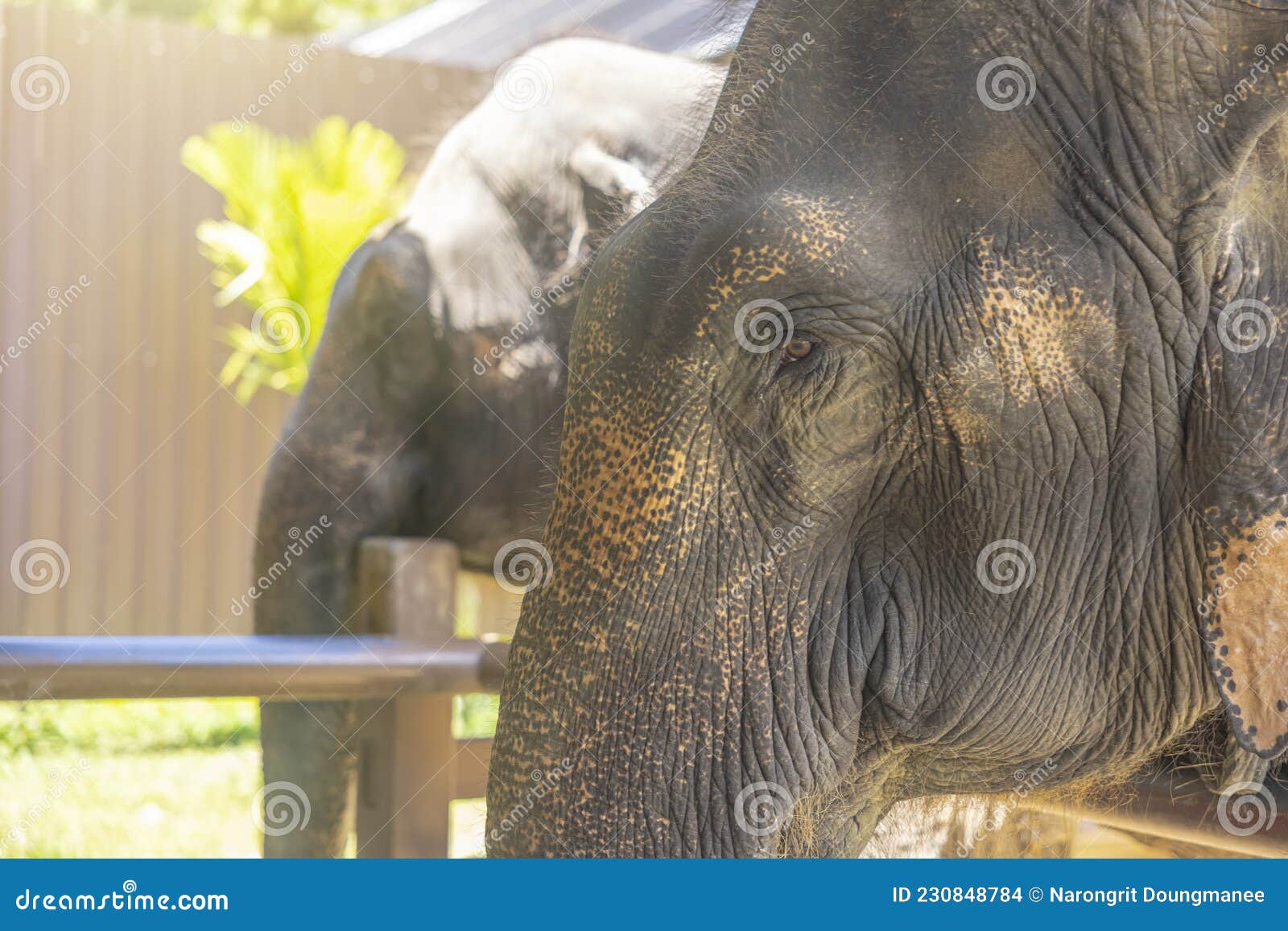 Elephant of Thailand. Elephants in the Elephant Sanctuary Center Stock ...