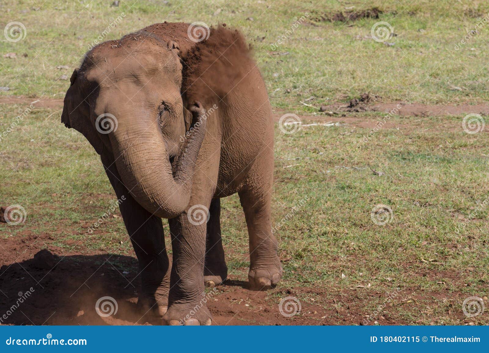 Elephant dust bath stock image. Image of elephant, love - 180402115