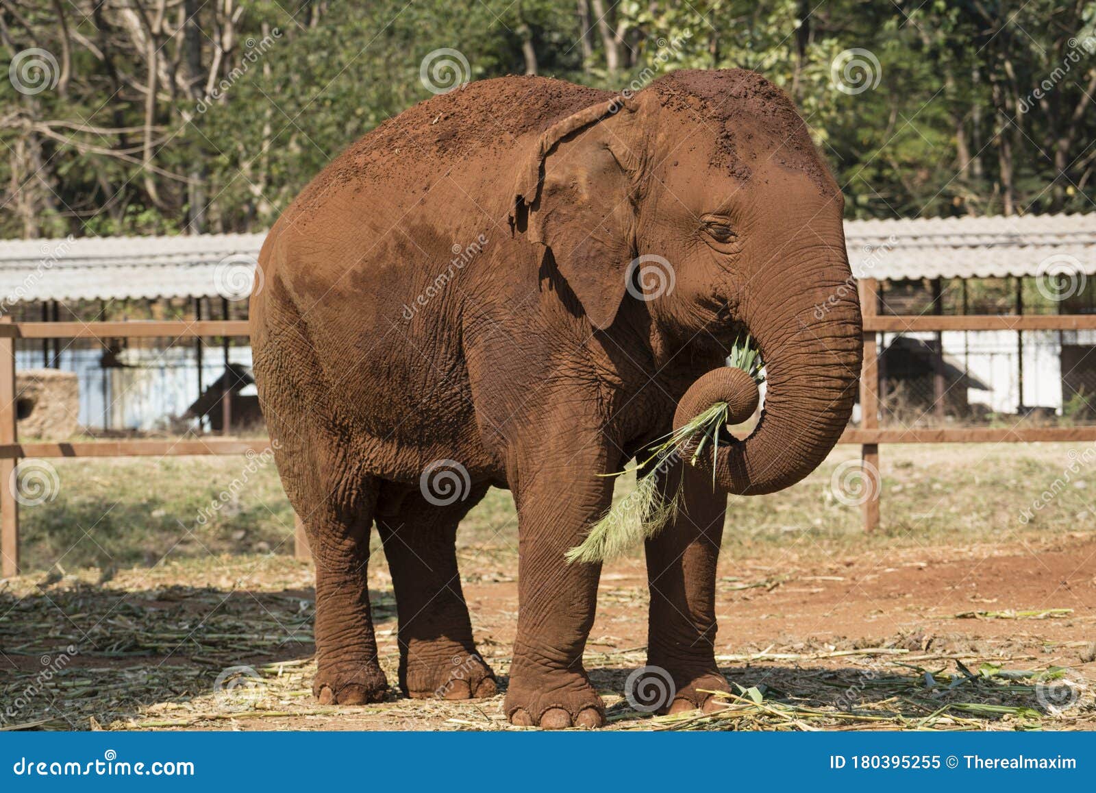 Elephant snack stock image. Image of fence, cuddly, thailand - 180395255
