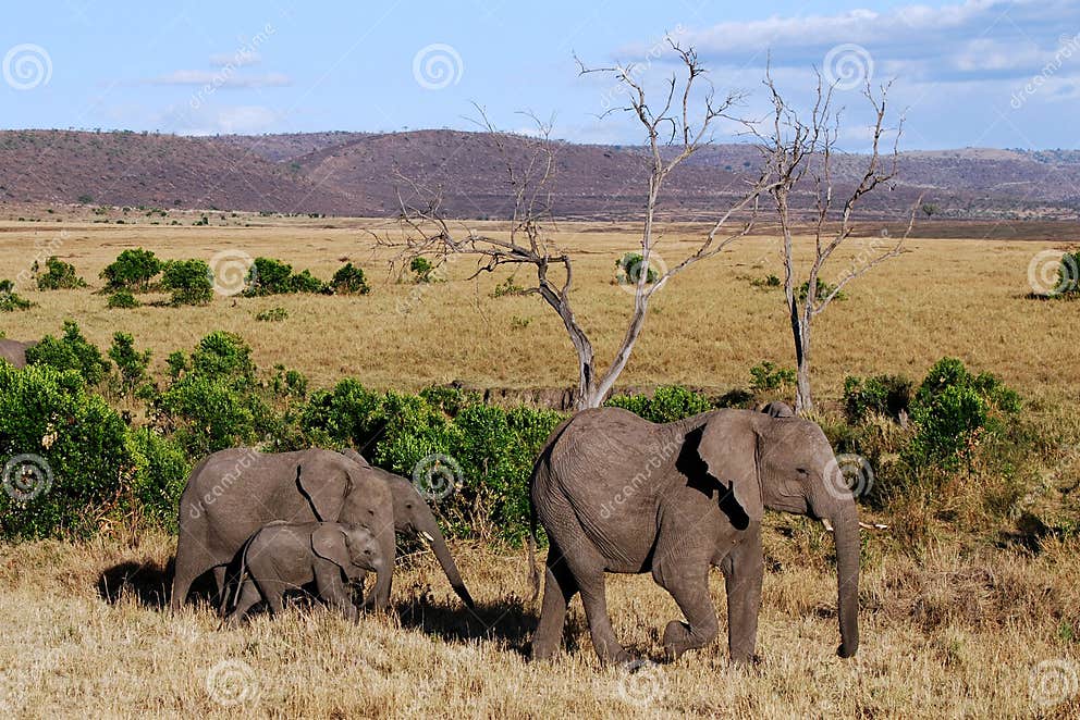 Elephant with three babies stock image. Image of flat - 14408589