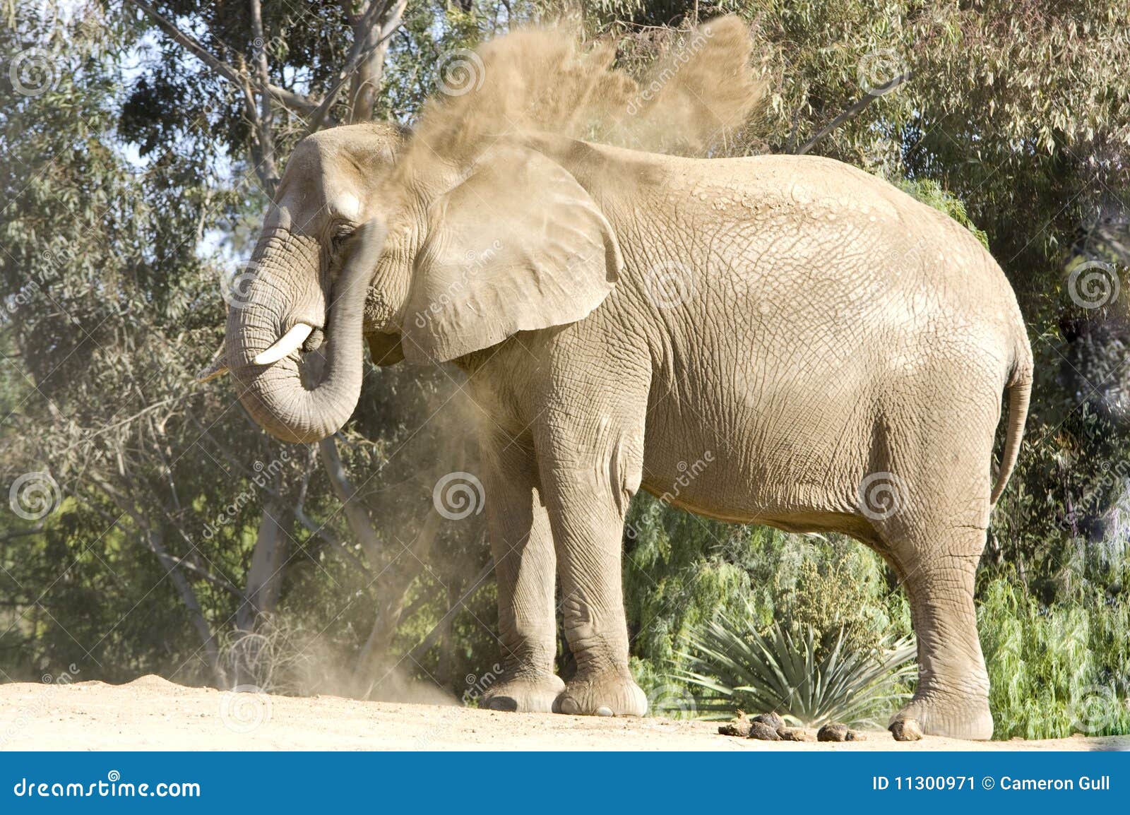 Elephant Throwing Dirt stock image. Image of tusk, diego - 11300971