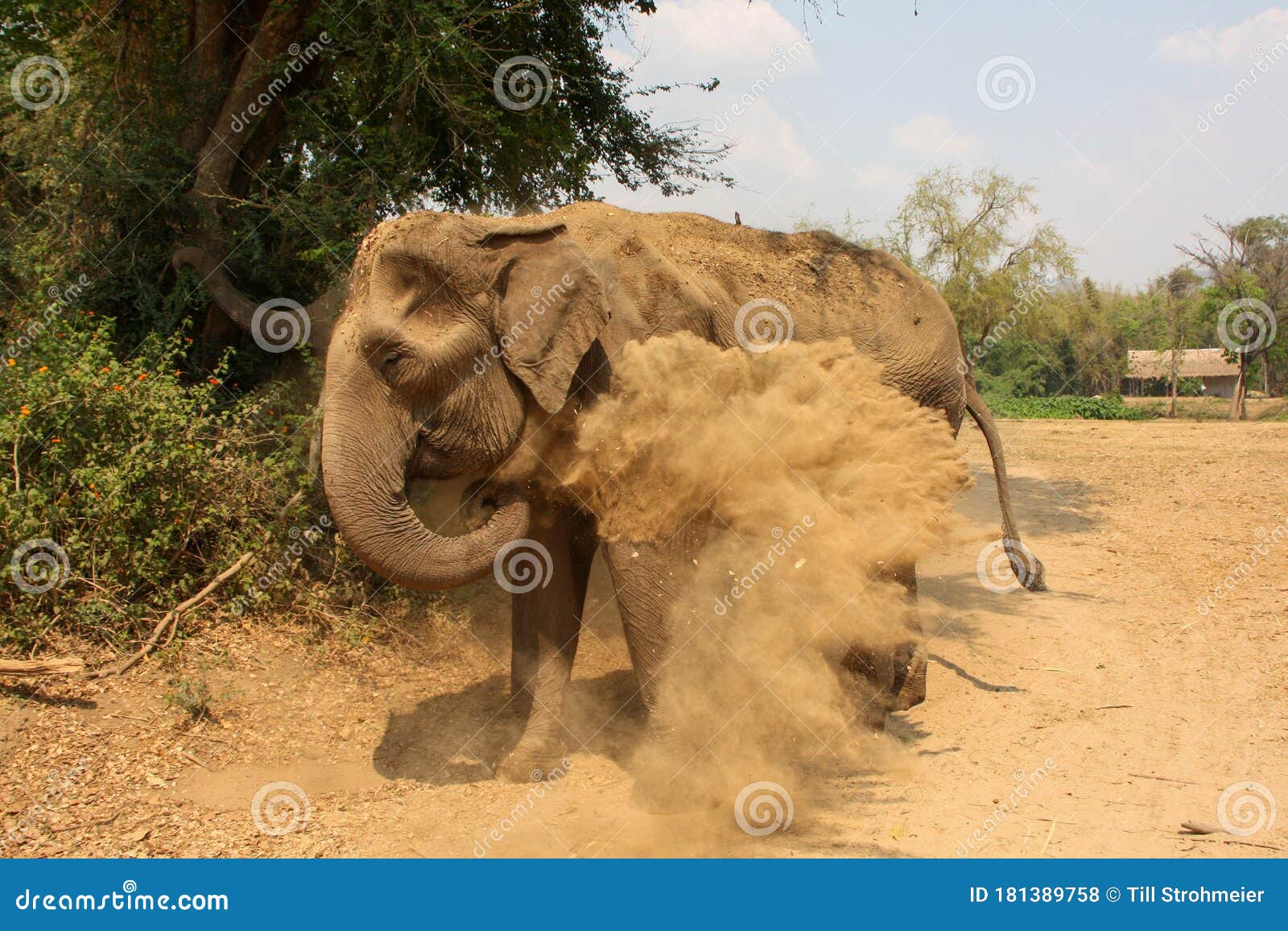 Elephant Throwing Dust in the Air, Thailand Stock Photo - Image of ...