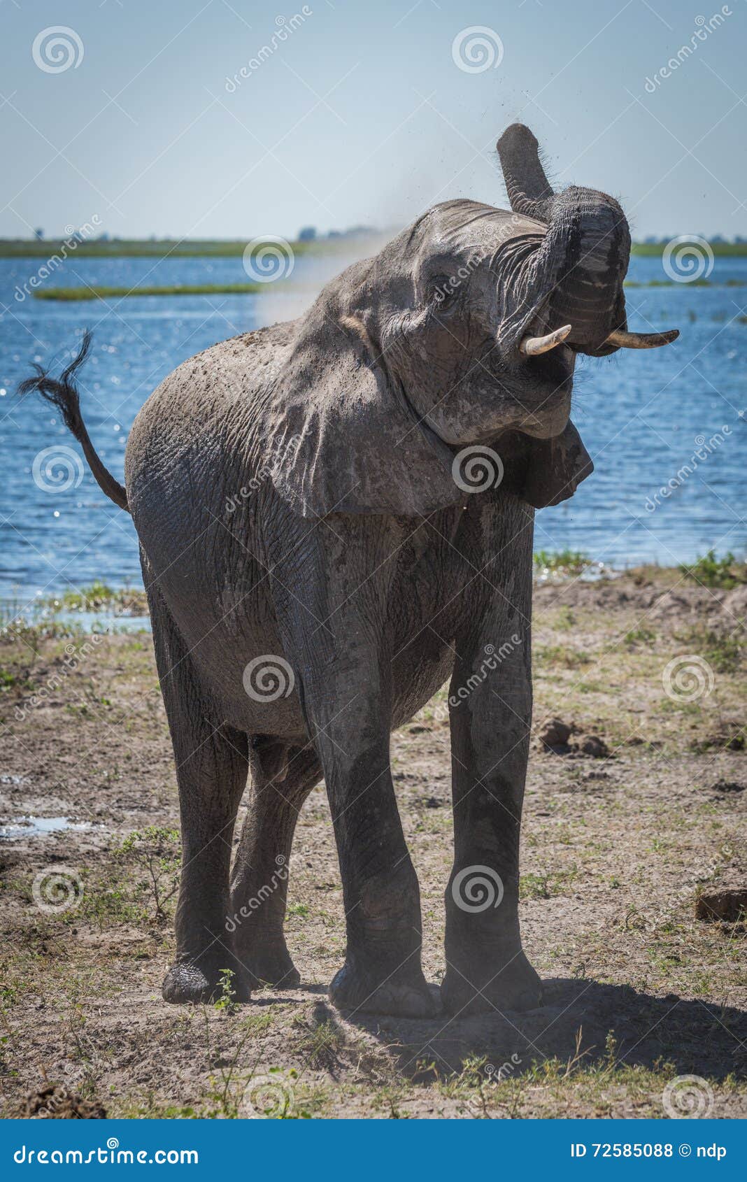 Elephant Throwing Dust Over Shoulder beside River Stock Photo - Image ...