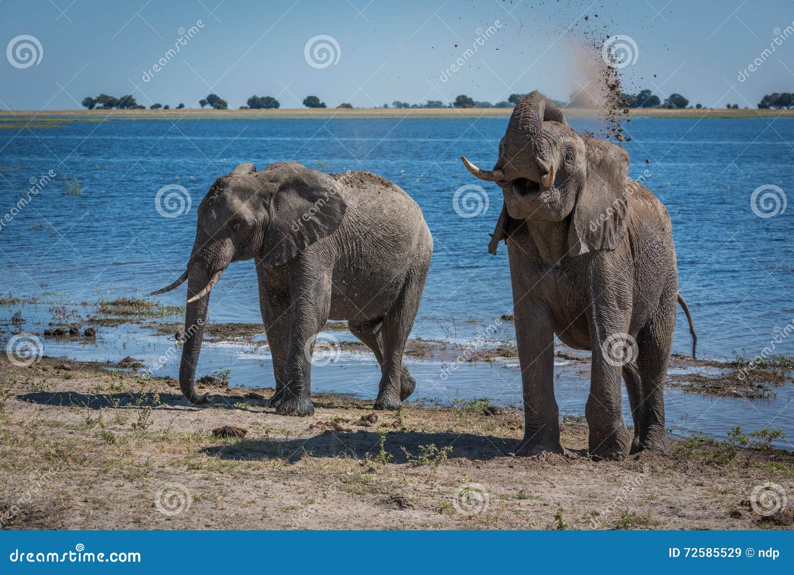 Elephant Throwing Mud Over Shoulder beside River Stock Image - Image of ...