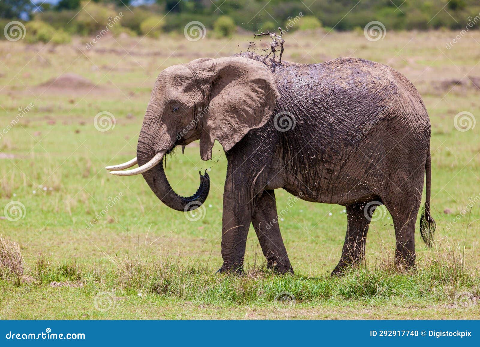 Elephant Throwing Mud and Water Over Itself Stock Photo - Image of ...