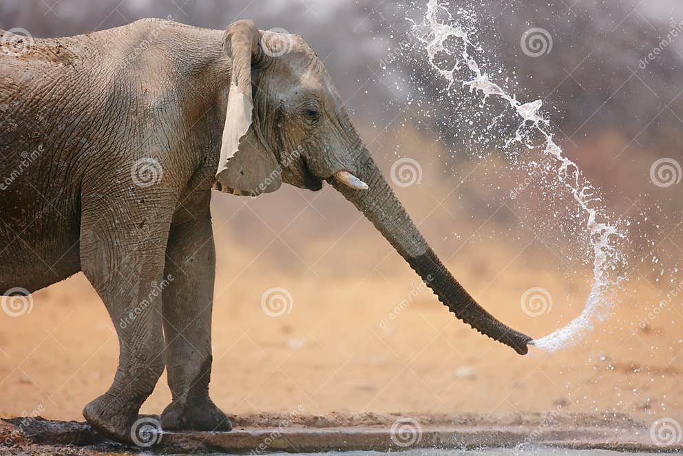 Elephant throwing water stock photo. Image of funny, nature - 12245462
