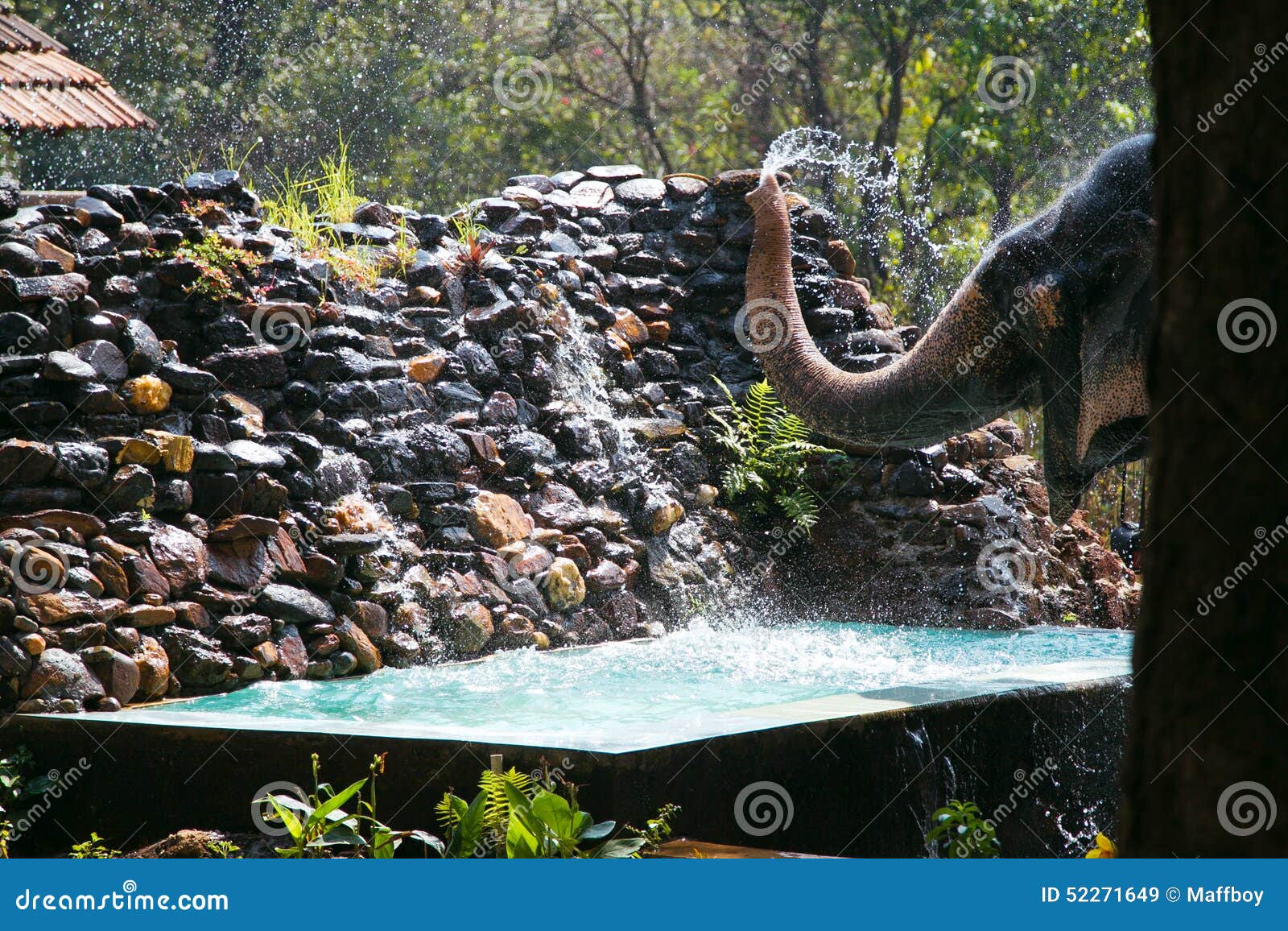 Elephant throwing water stock image. Image of squirts - 52271649