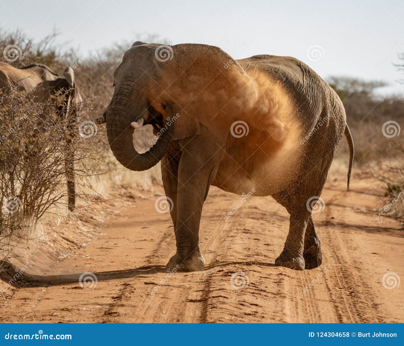Elephant Throws Dirt Onto Its Back Stock Photo - Image of grass ...