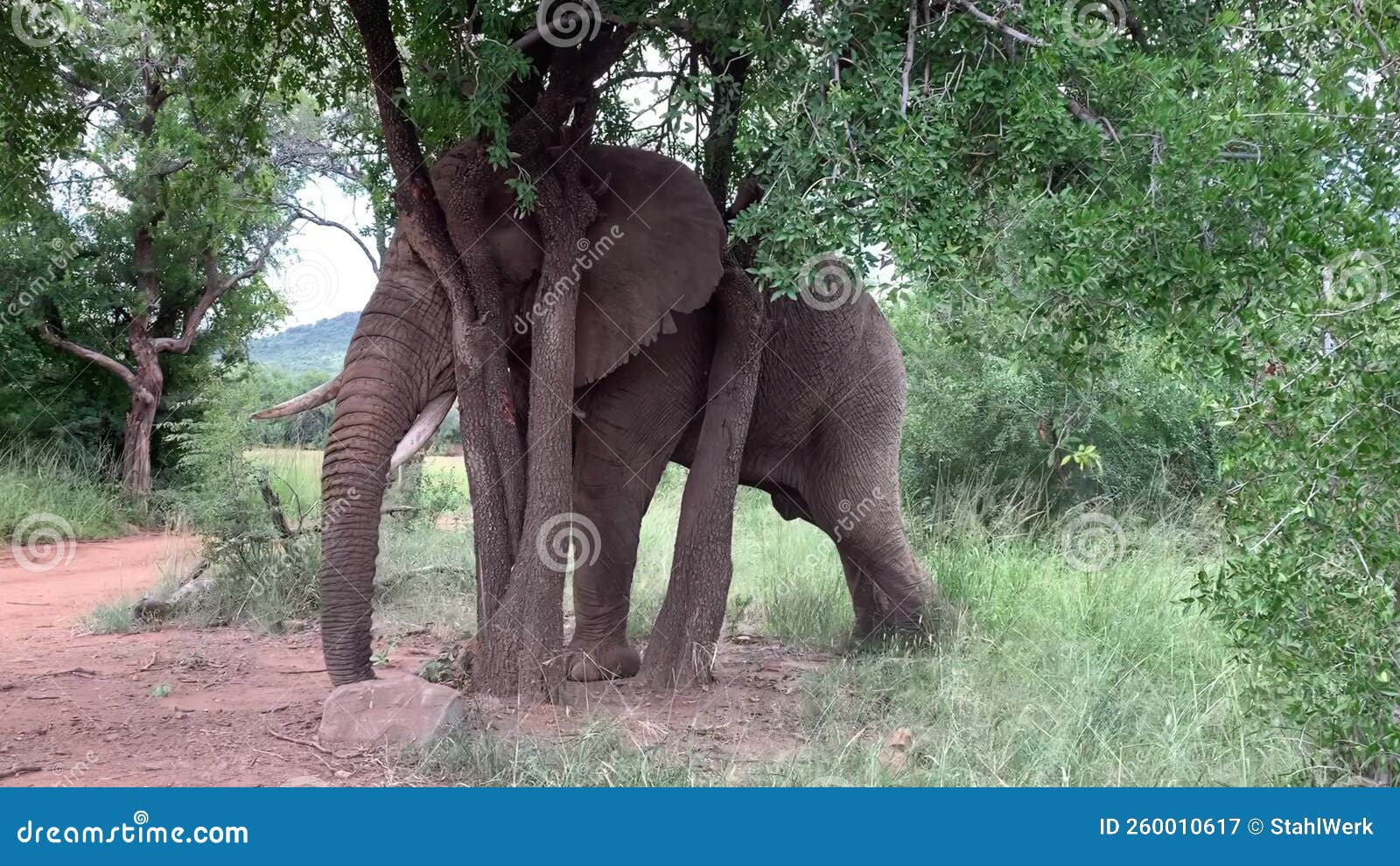 Elephant Scratches His Head on a Tree Stock Video - Video of head ...