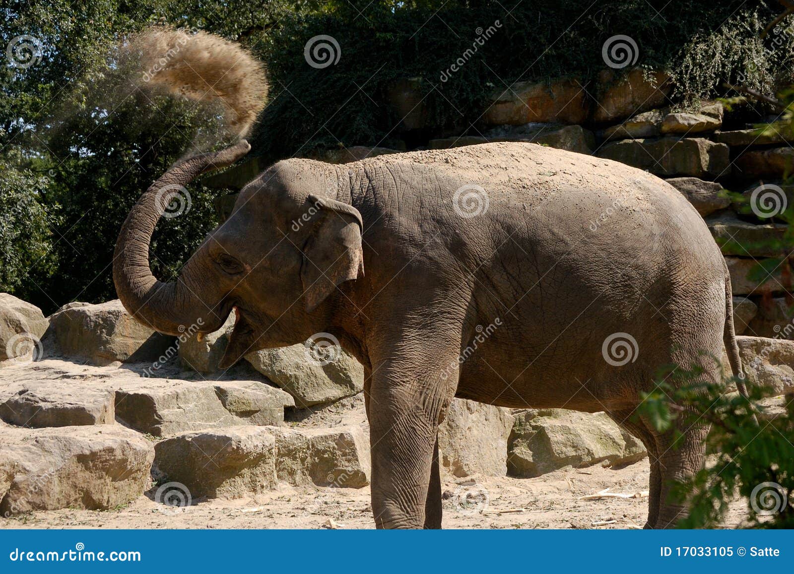 Elephant throws sand stock image. Image of pachyderm - 17033105