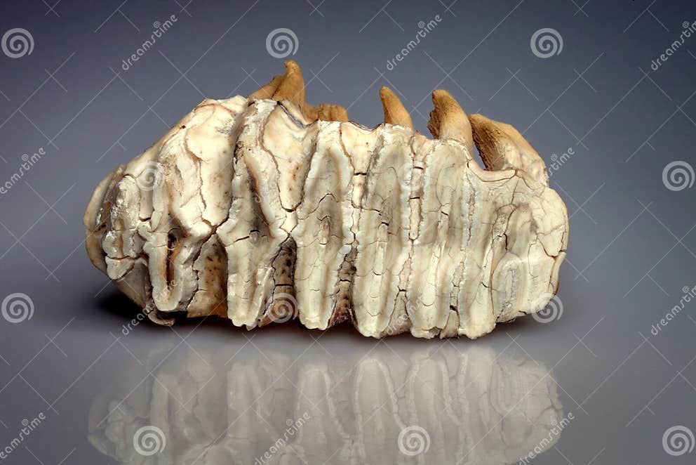 Elephant tooth stock photo. Image of elephant, large - 51628090