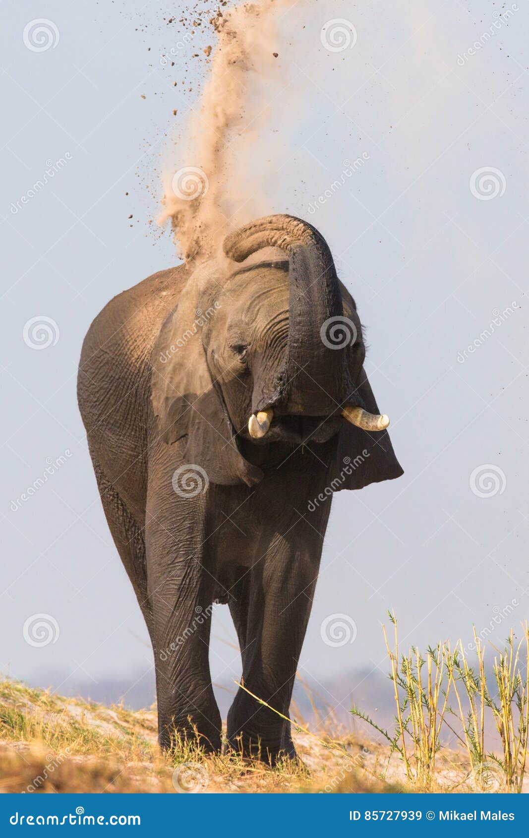 Elephant Tossing Sand on Back Stock Image - Image of strong, ivory ...