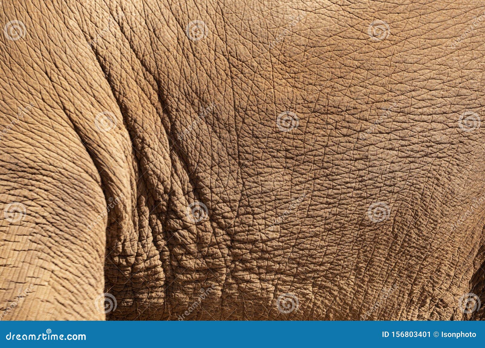 Elephant Tough Hide Texture Background Stock Image - Image of animal ...