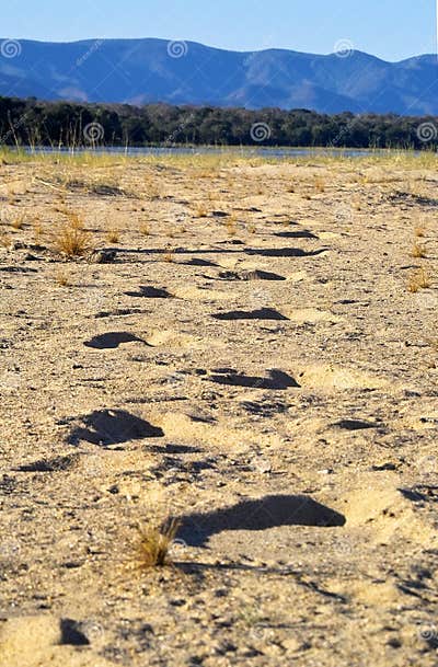 Elephant tracks stock photo. Image of poetic, path, humanity - 1304860