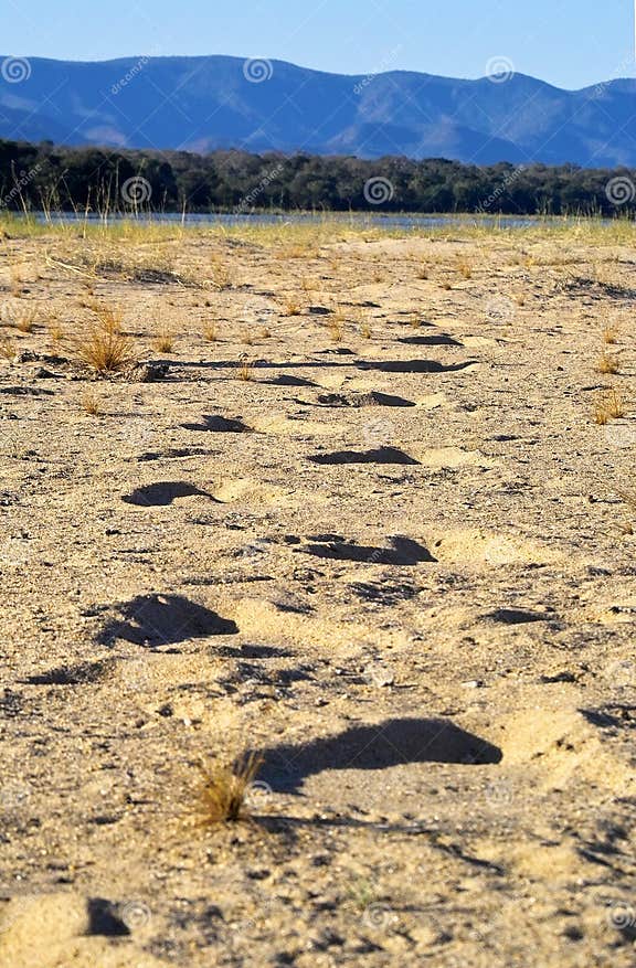 Elephant tracks stock photo. Image of poetic, path, humanity - 1304860