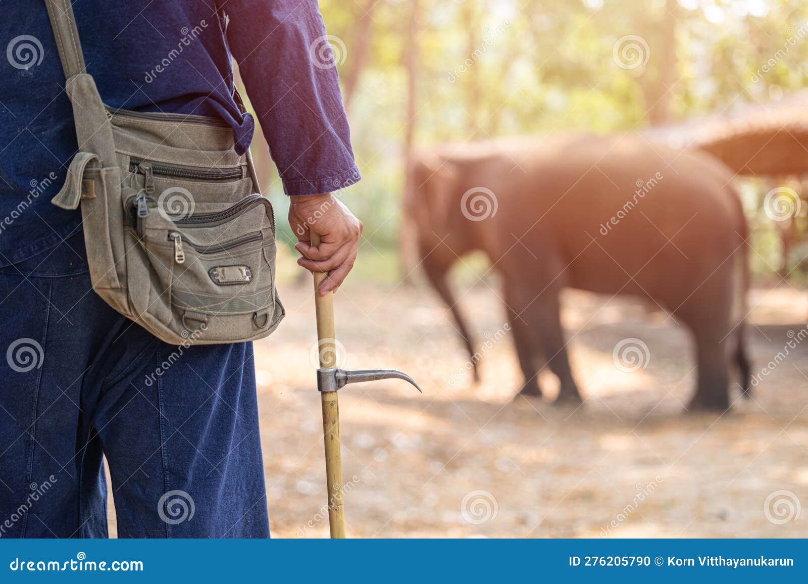 Elephant Trainer or Mahout with Bull Hook Ankus for Control Order Wild ...