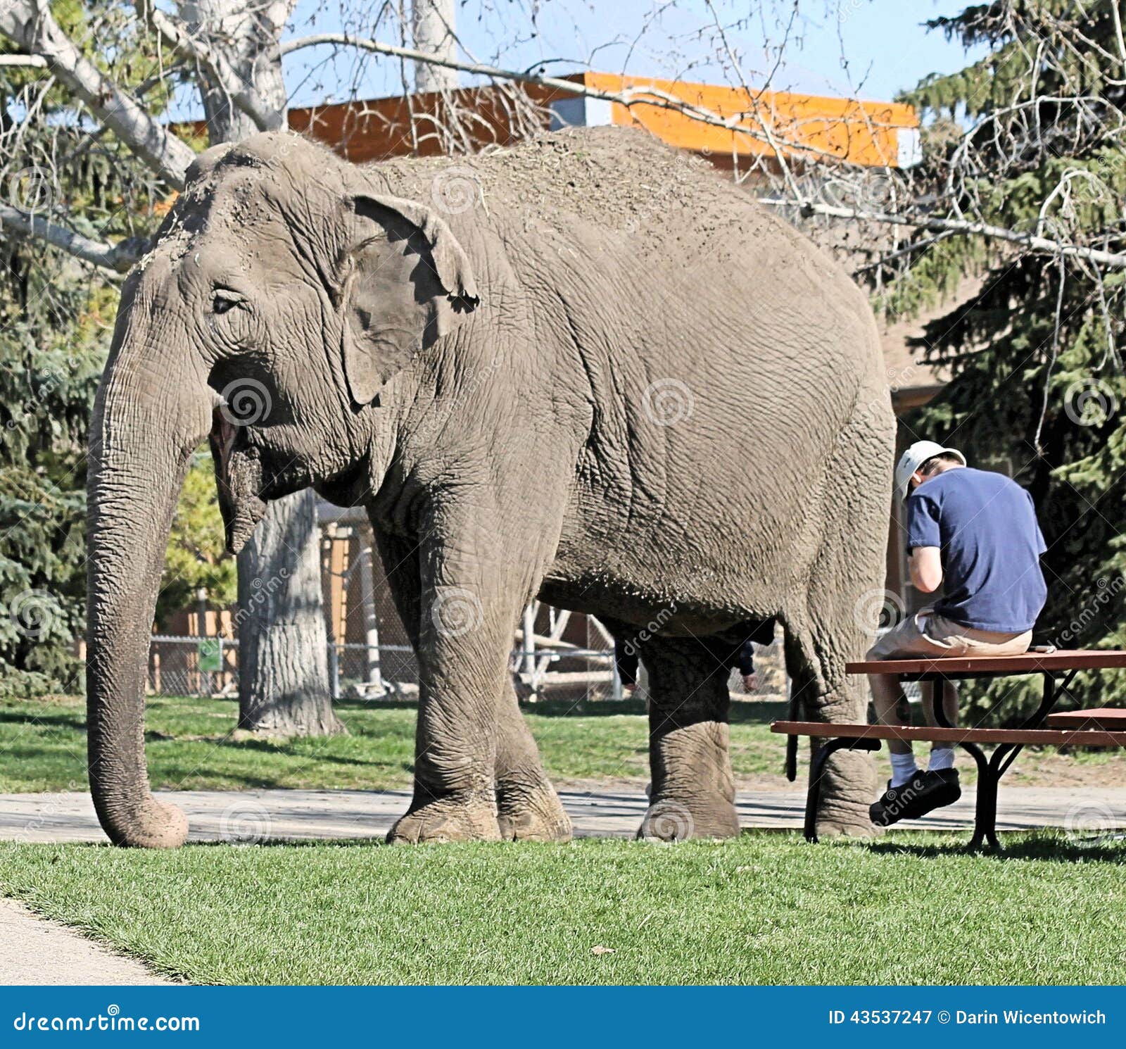 Elephant with trainer editorial photography. Image of grey - 43537247
