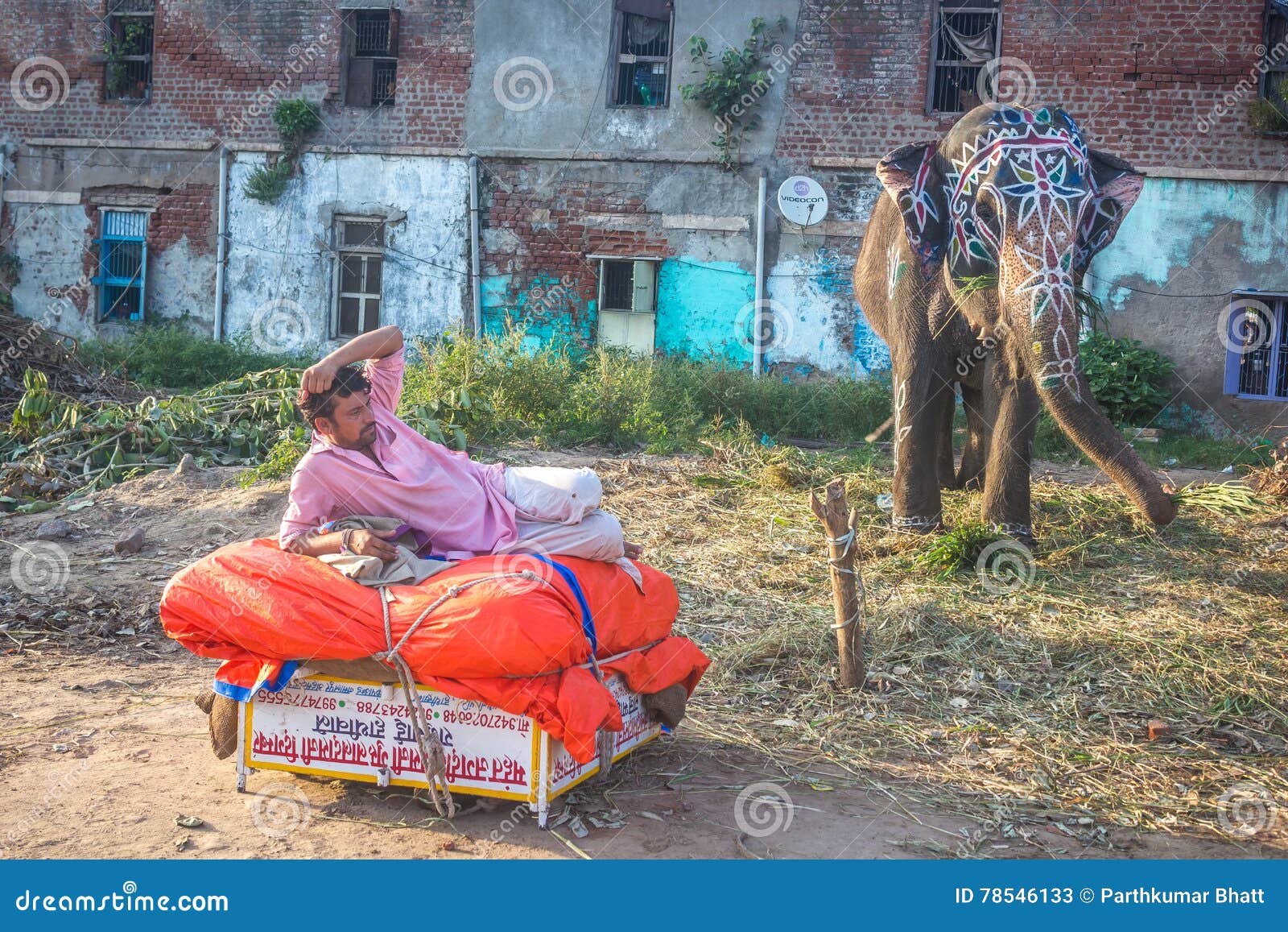 Elephant Training Camp editorial stock photo. Image of mahout - 78546133