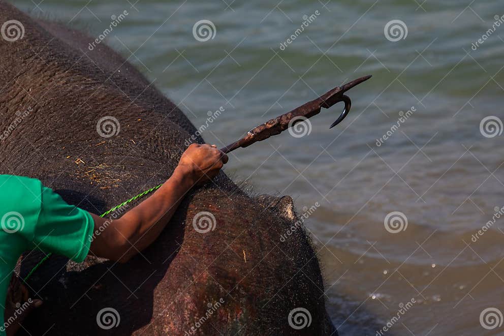 Elephant Training Tool stock image. Image of cultural - 183132985