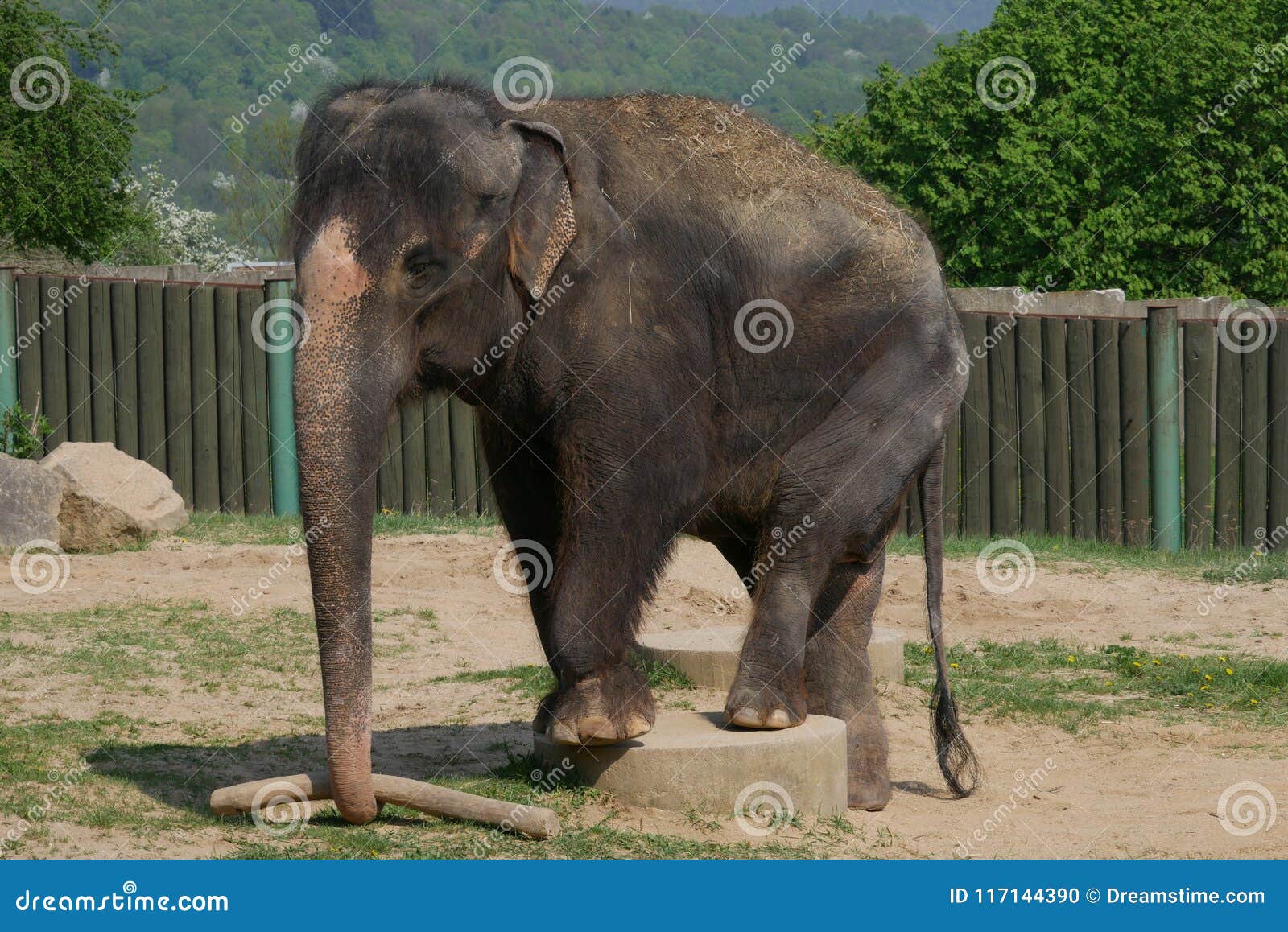 Elephant training in zoo stock photo. Image of elephant - 117144390