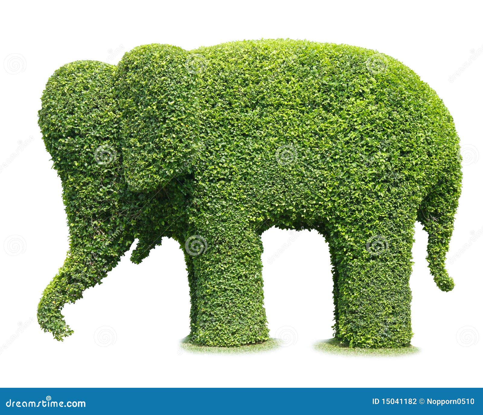 Elephant tree stock photo. Image of tropical, tree, natural - 15041182