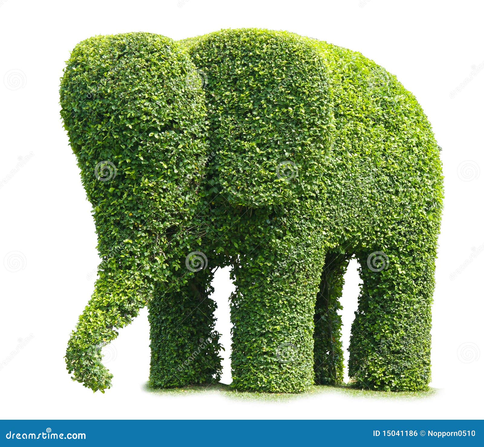 Elephant tree stock photo. Image of leaf, green, tree - 15041186